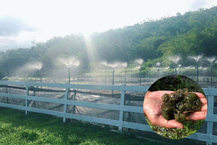 有機雨來菇 情人的眼淚 營養價值高！讓你食譜新增一頁！ - 台灣幫棒農